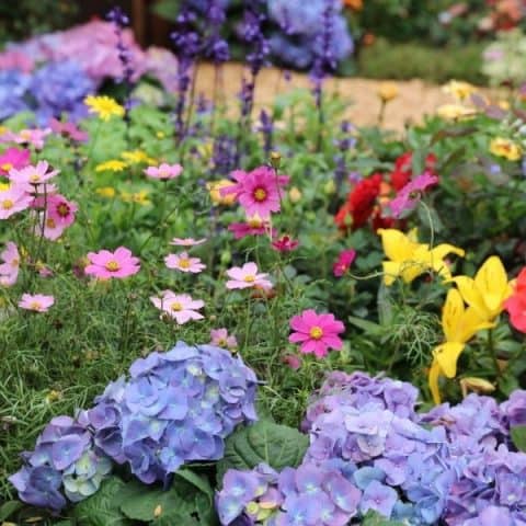 20 Sun Loving Perennials That Bloom All Summer