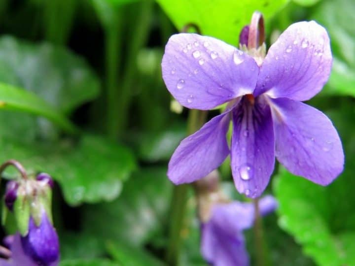 State Flowers List (With Pictures)