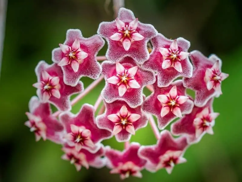 16 Wonderful Flowers That Start With W