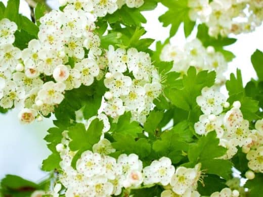 State Flowers List (With Pictures)