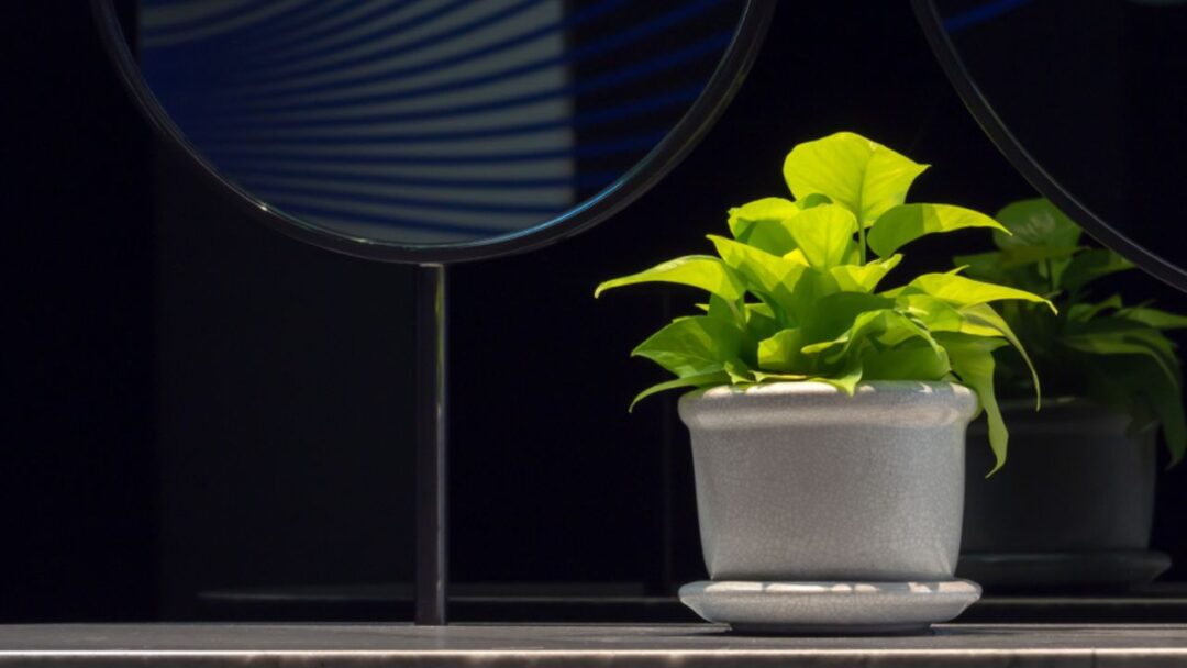 Bathroom Plants That Purify, Beautify, And Deodorize