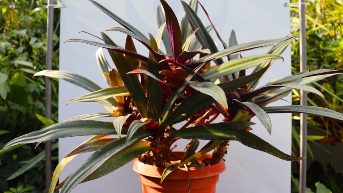 11 Plants For Building A Gorgeous Living Wall