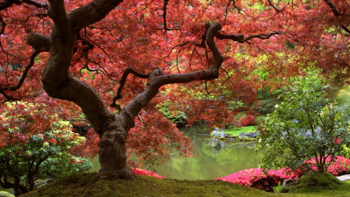 15 Plants With Stunning Orange Foliage