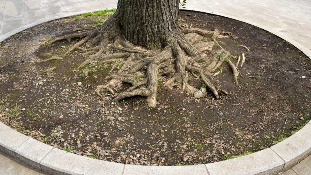 13 Fun Landscaping Ideas Around Trees