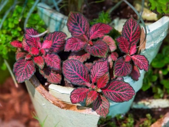 34 Best Indoor Plants For Low Light