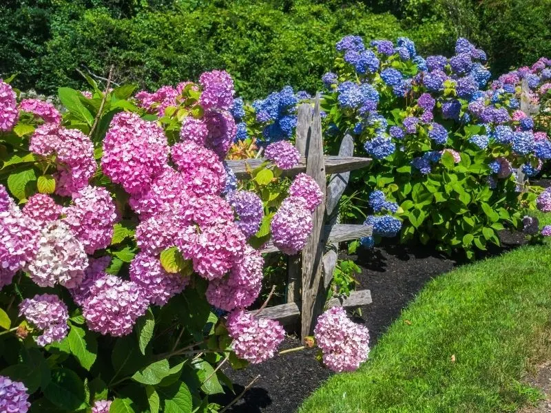 Easy Landscaping Ideas Around An Above Ground Pool