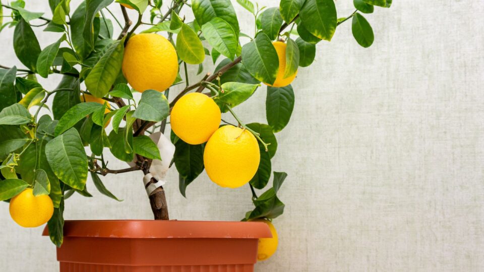 It's Plant A Lemon Tree Day- Here's How To Grow Potted Lemons