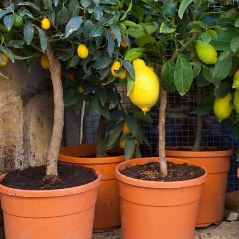 5 Tips For Growing Potted Lemons On Plant A Lemon Tree Day (May 15)