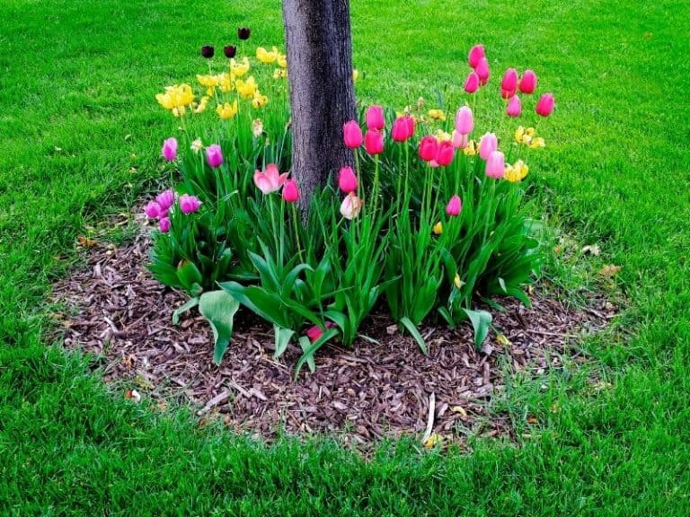 13 Fun Landscaping Ideas Around Trees