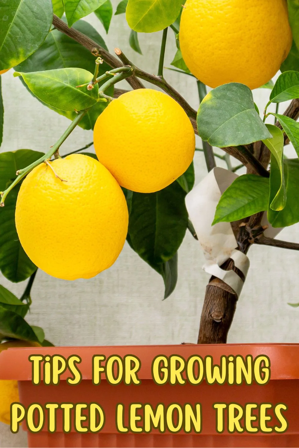5 Tips For Growing Potted Lemons On Plant A Lemon Tree Day