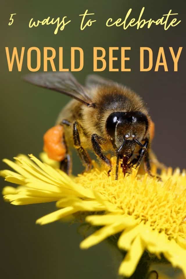 Celebrate Pollinators On World Bee Day, May 20