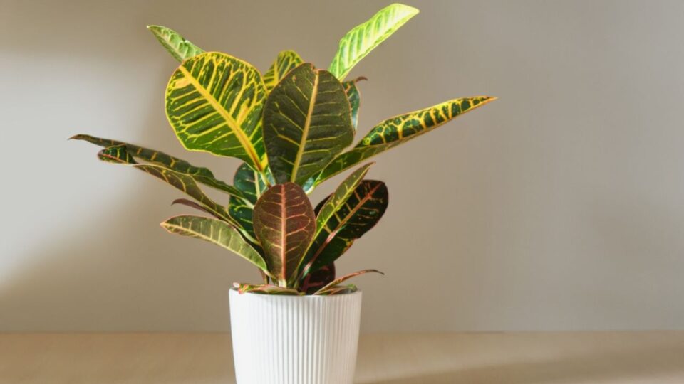 15 Indoor Plants That Thrive In Bright Light