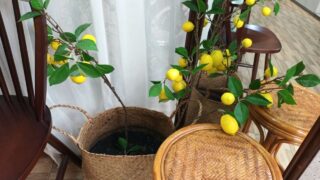 19 Beautiful Citrus Trees That'll Look Great In The Backyard
