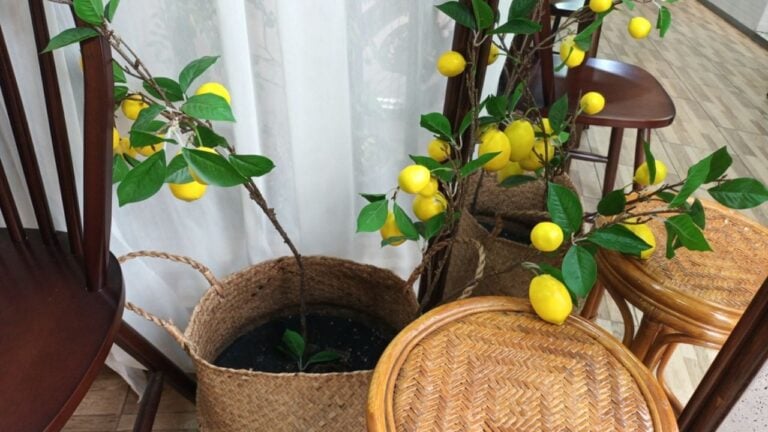 19 Beautiful Citrus Trees That'll Look Great In The Backyard