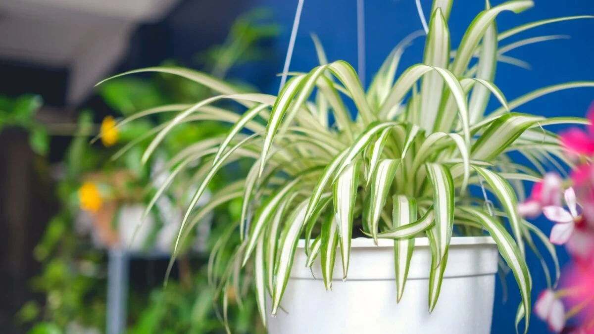 Beautiful Indoor Hanging Plants That Are Easy To Grow