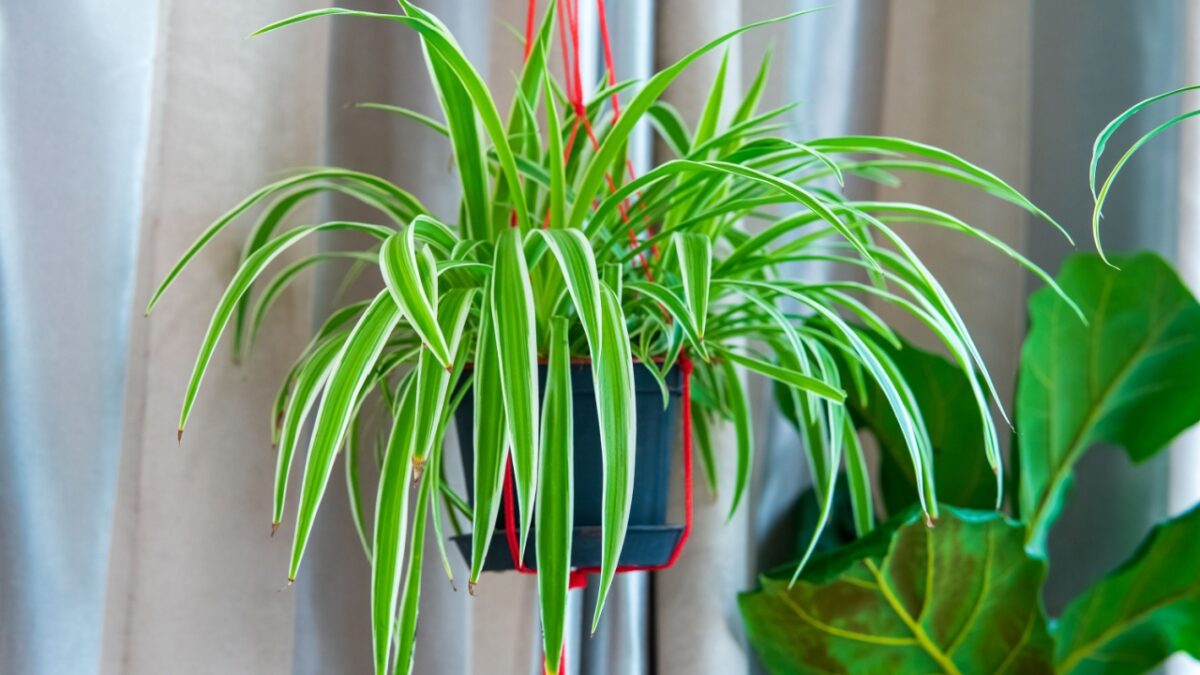 34 Best Indoor Plants For Low Light