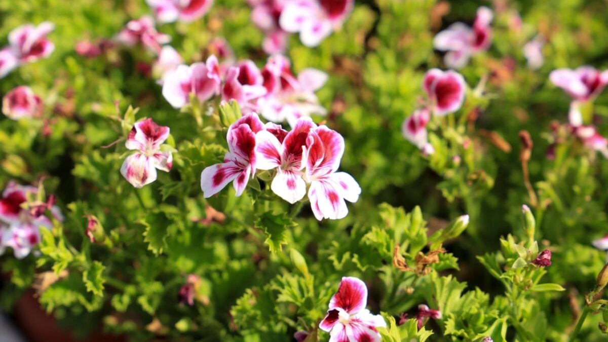 21 Easy‑Grow Plants Perfect For New Gardeners This Upcoming Season
