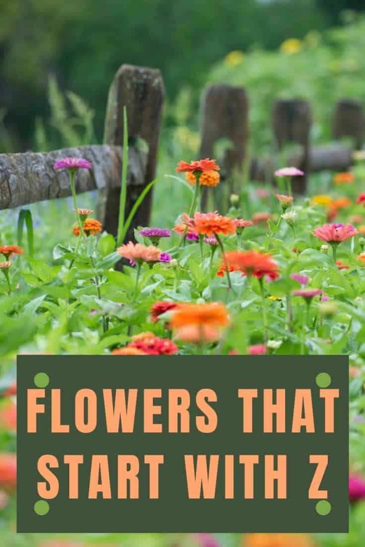 7 Zesty Flowers That Start With Z