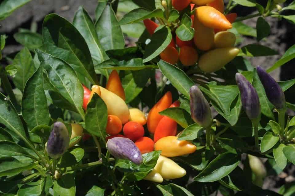 Utah Native Plants List - 9 Plants For A Sustainable Landscape