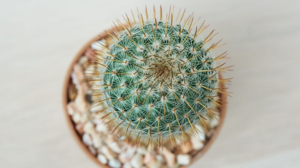 15 Best Indoor Plants For Shallow Pots