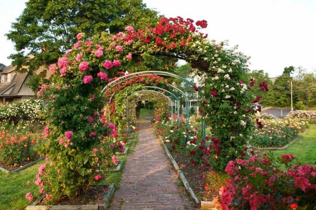 13 Attractive Ideas For Landscaping With Roses