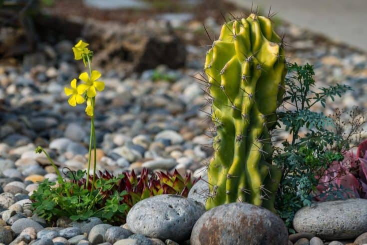 13 Creative Ideas For Landscaping With Rocks