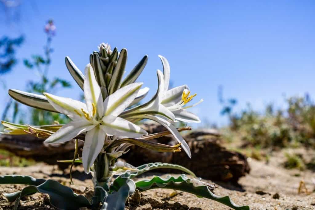 Arizona Native Plants List: 10 Of The Grand Canyon State's Most ...