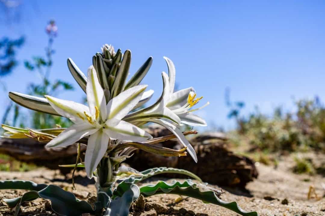 Arizona Native Plants List: 10 Of The Grand Canyon State's Most ...