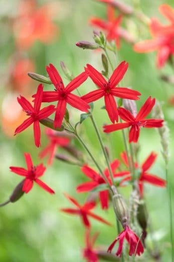 Alabama Native Plants List - 7 Amazing Flowers For Your Garden