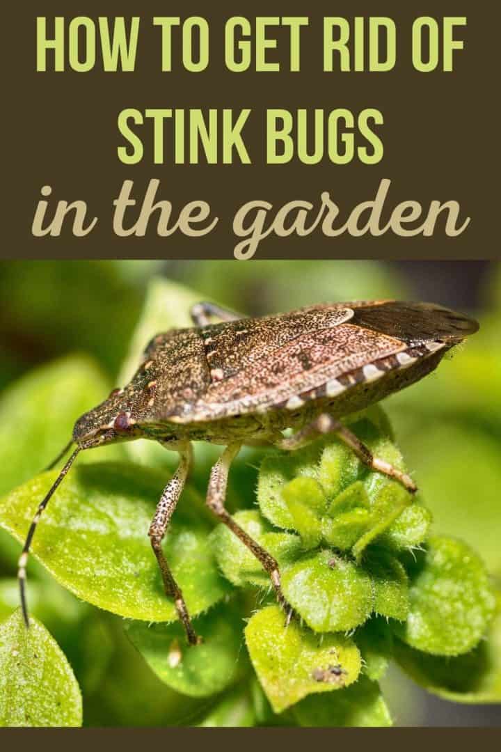 How To Get Rid Of Stink Bugs In The Garden
