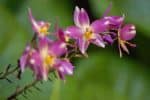 Alabama Native Plants List - 7 Amazing Flowers For Your Garden