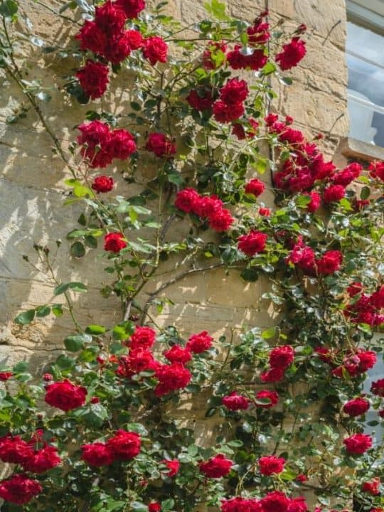 13 Attractive Ideas For Landscaping With Roses