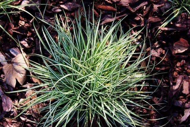 Alabama Native Plants List - 7 Amazing Flowers For Your Garden