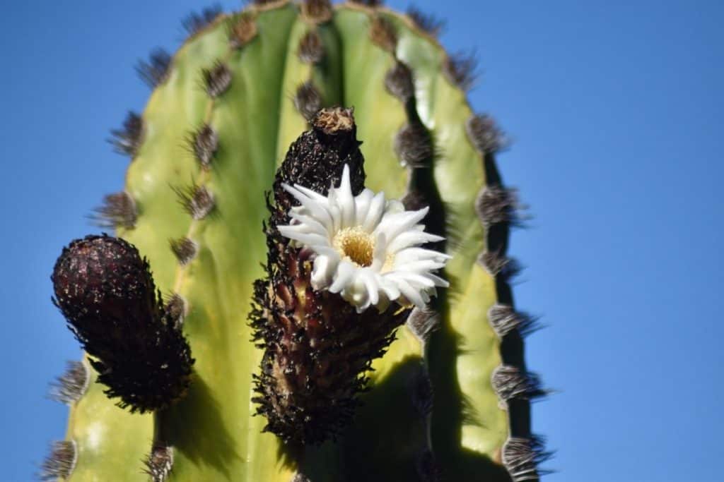 Arizona Native Plants List: 10 Of The Grand Canyon State's Most ...