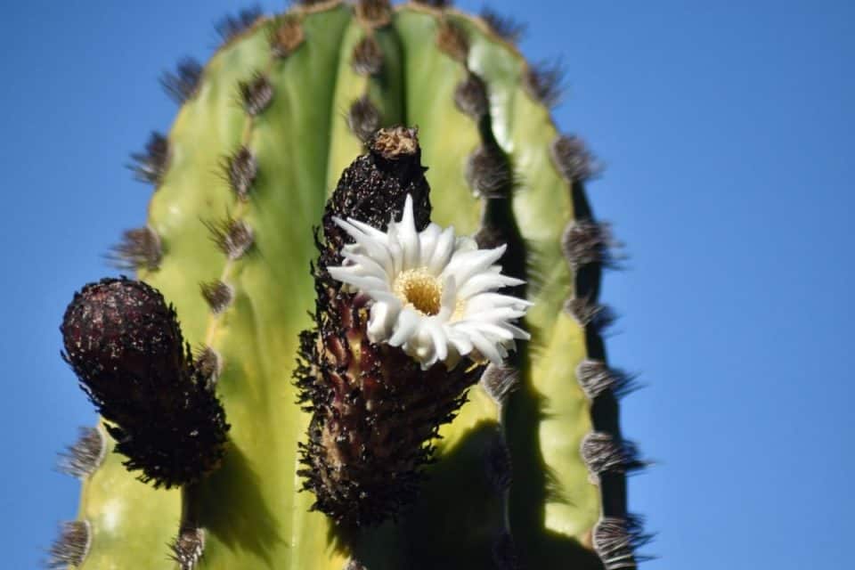 Arizona Native Plants List: 10 Of The Grand Canyon State's Most ...