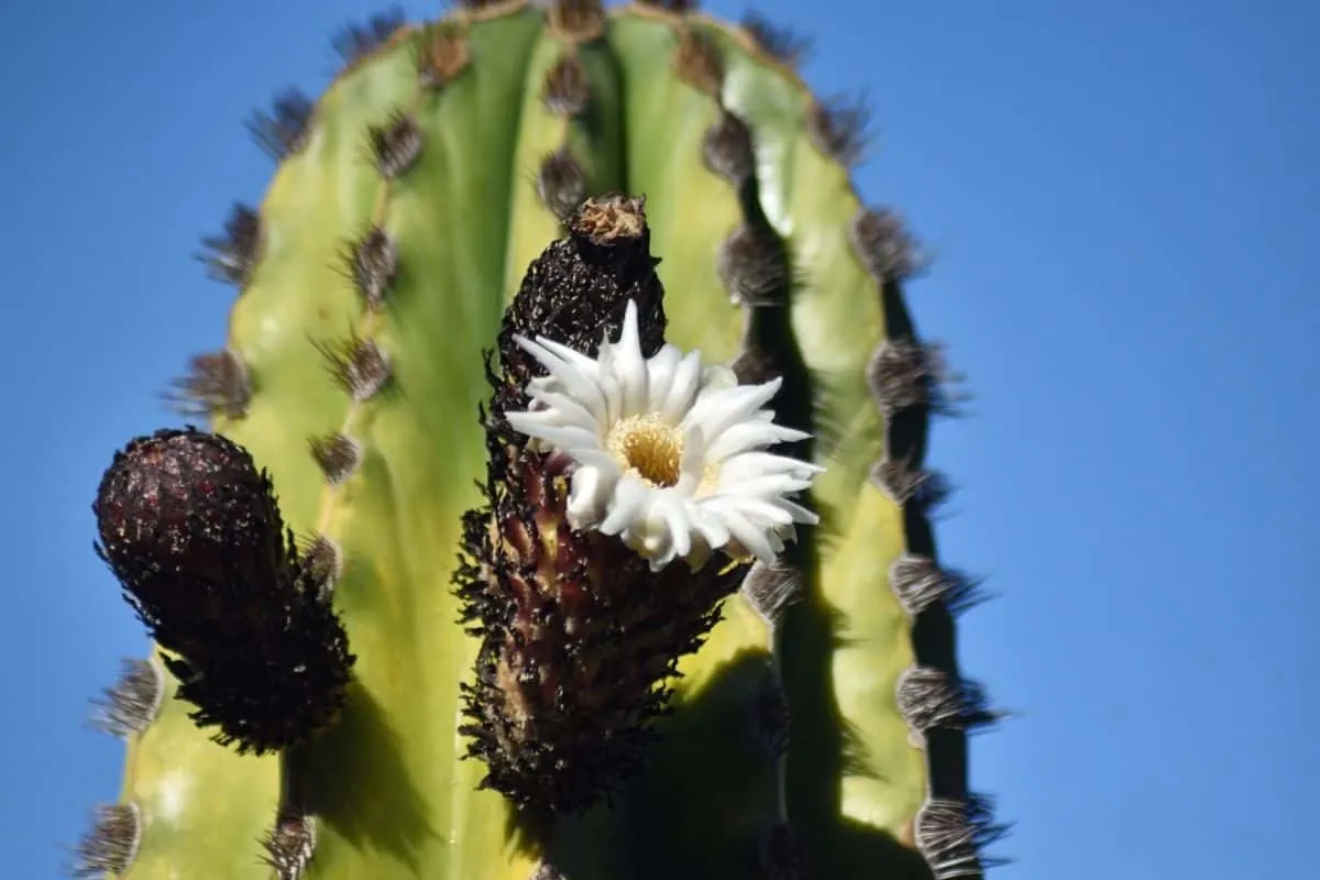 Arizona Native Plants List: 10 Of The Grand Canyon State's Most ...