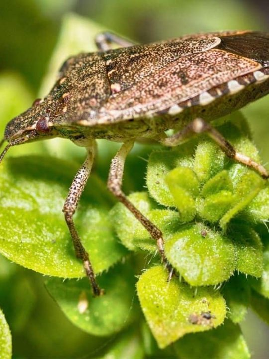 New Mexico Native Plants List - 8 Plants For A Beautiful Landscape