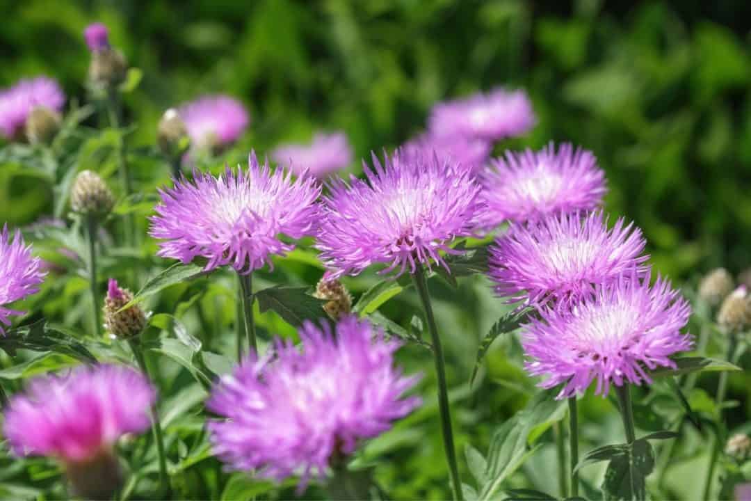 Florida Native Plants List - 10 Flowers That Bloom With Beauty