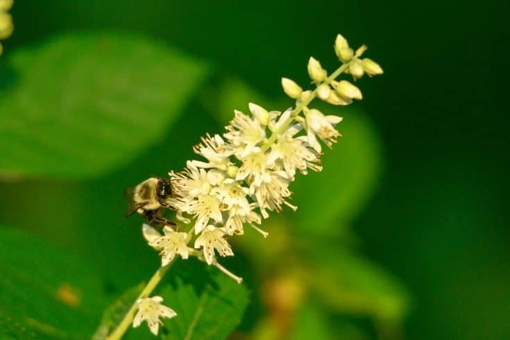 Arkansas Native Plants List – 12 Best Plants And Shrubs For Landscaping