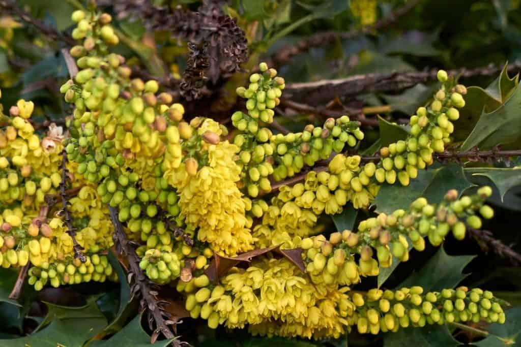 Utah Native Plants List - 9 Plants For A Sustainable Landscape