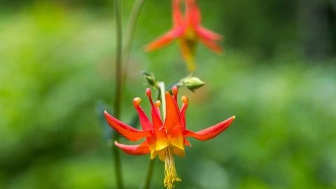 Utah Native Plants List - 9 Plants For A Sustainable Landscape