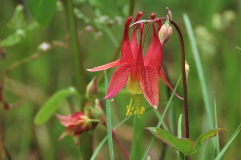 Connecticut Native Plants List: 14 Beautiful Flower Garden Choices
