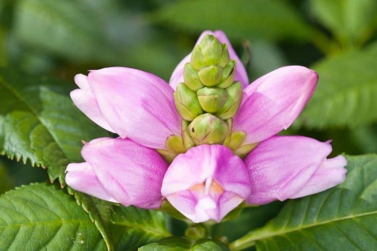 Connecticut Native Plants List: 14 Beautiful Flower Garden Choices