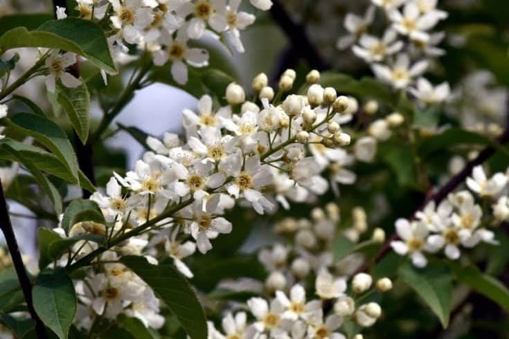 Idaho Native Plants List: 11 Amazing Plants From The Gem State
