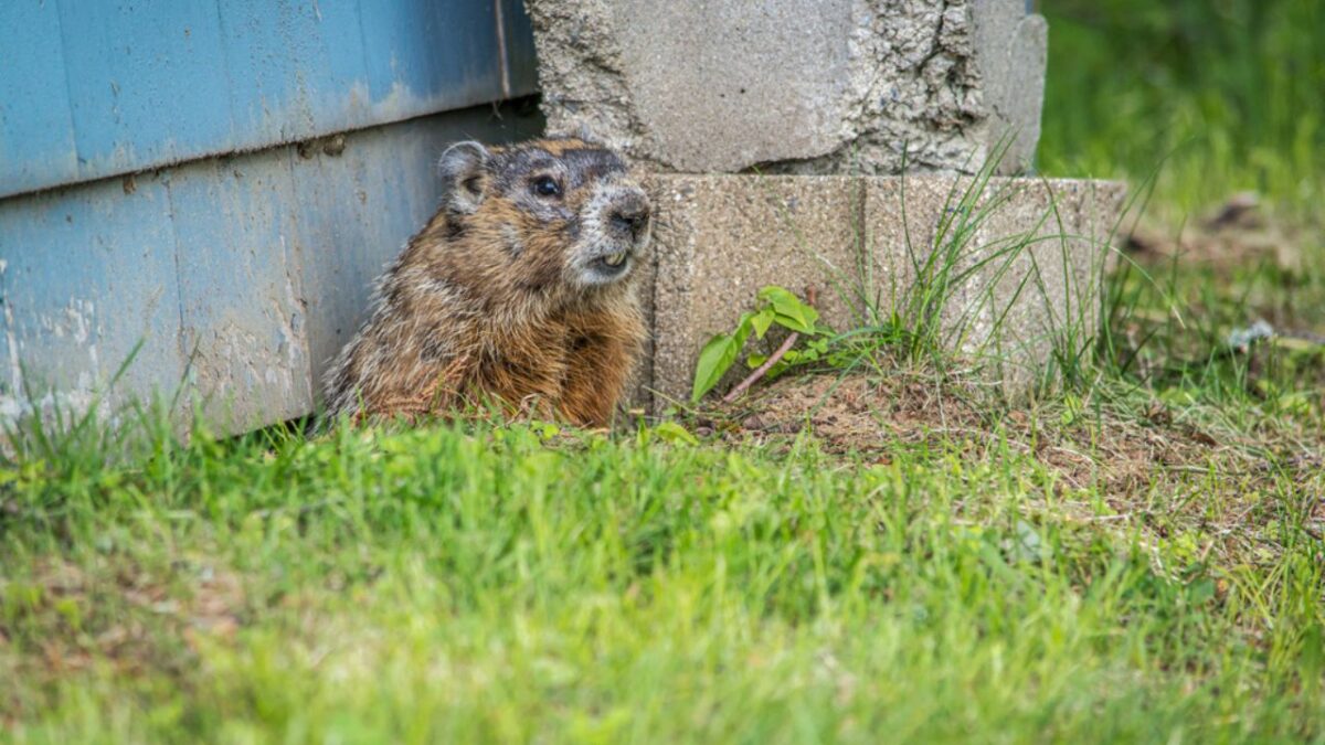 How To Get Rid Of Groundhogs In The Garden For Good