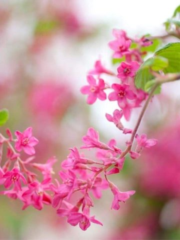 Illinois Native Plants List: 9 Garden Ideas You Can Use Now