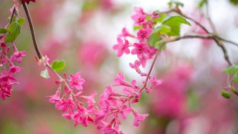 Idaho Native Plants List: 11 Amazing Plants From The Gem State