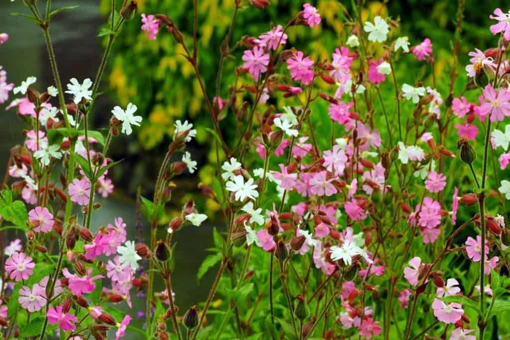 Connecticut Native Plants List: 14 Beautiful Flower Garden Choices