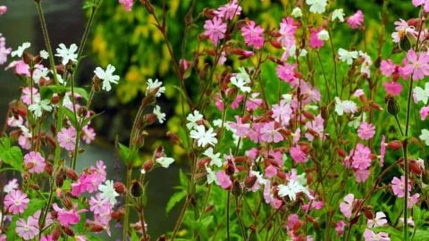 Connecticut Native Plants List: 14 Beautiful Flower Garden Choices
