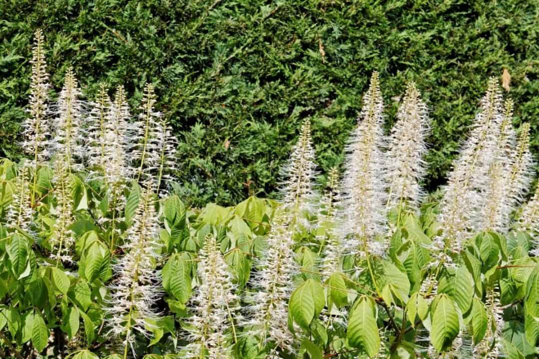 Georgia Native Plants List: 13 Southern Beauties For Your Landscape
